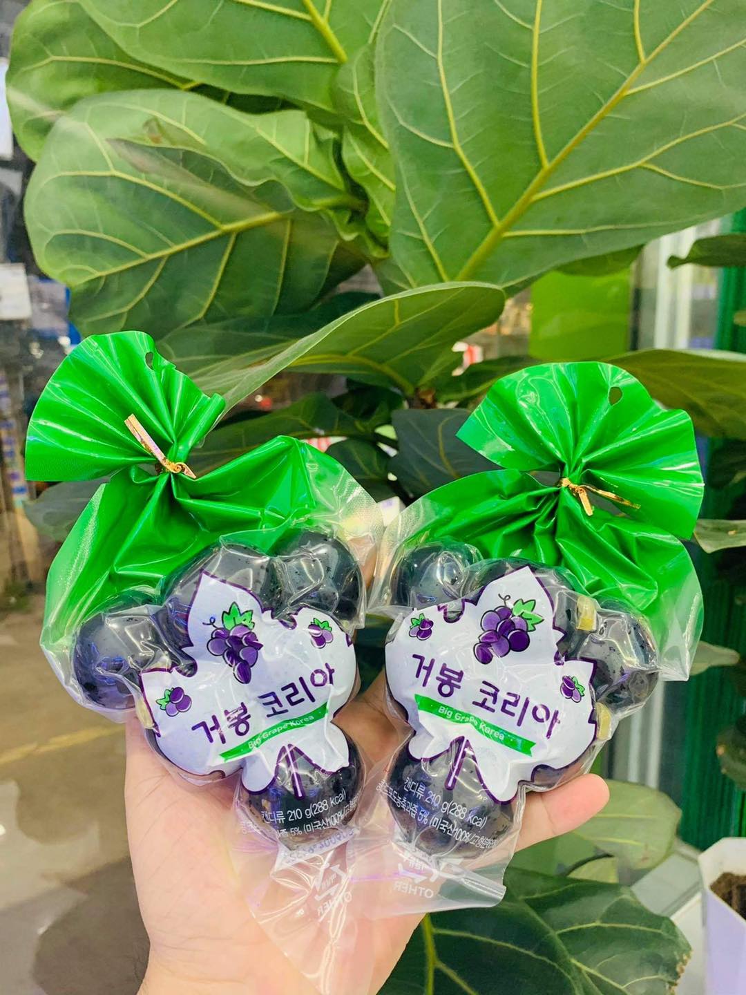 THẠCH NHO KYOHO HÀN QUỐC - Bubu Fresh